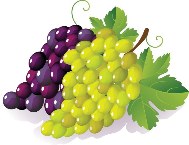 Bunches of grapes cartoon Royalty Free Vector Image