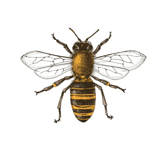 Bee Drawing Vector Images (over 20,000)