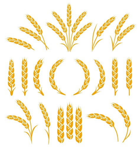 Wheat ears Royalty Free Vector Image - VectorStock