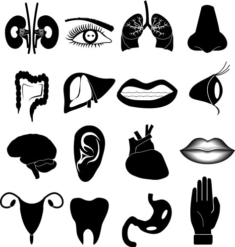 Human Body Parts Vector Images (over 23,000)