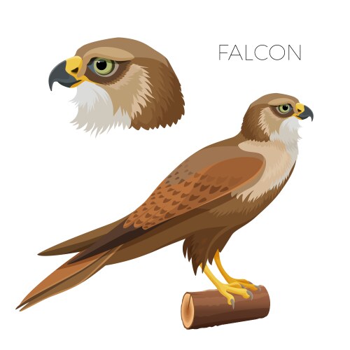 Falcon Vector Images (over 33,000)