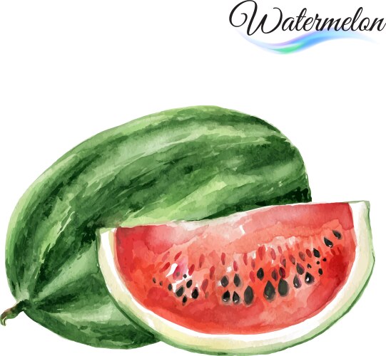 Watermelon Vector Images (over 77,000)