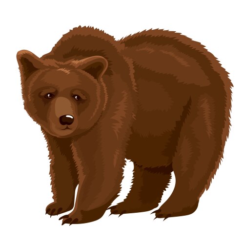 Brown Bears Vector Images (over 20,000)
