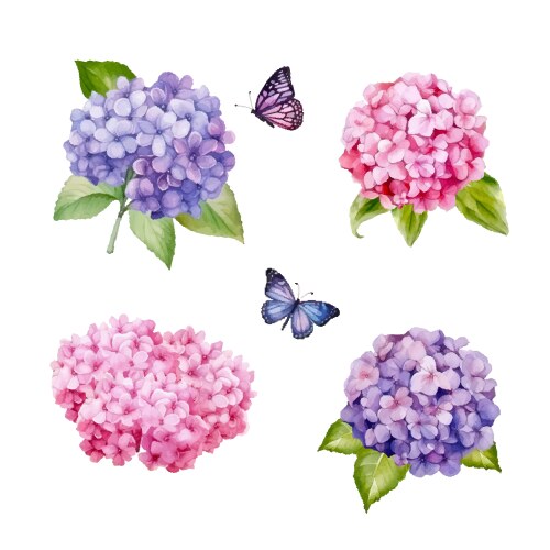 Hydrangea realistic set Royalty Free Vector Image