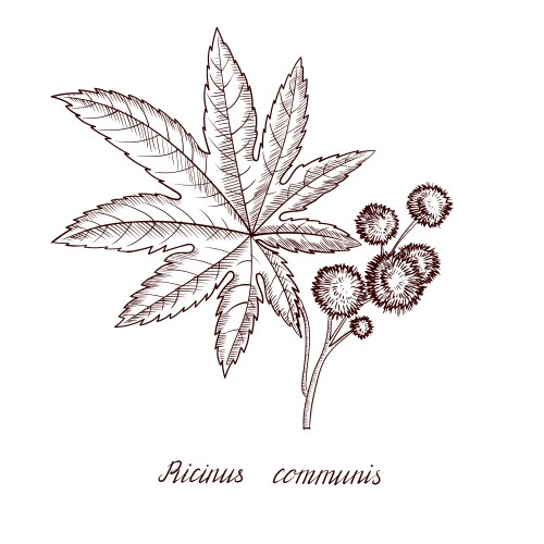 Castor plant and green grass Royalty Free Vector Image