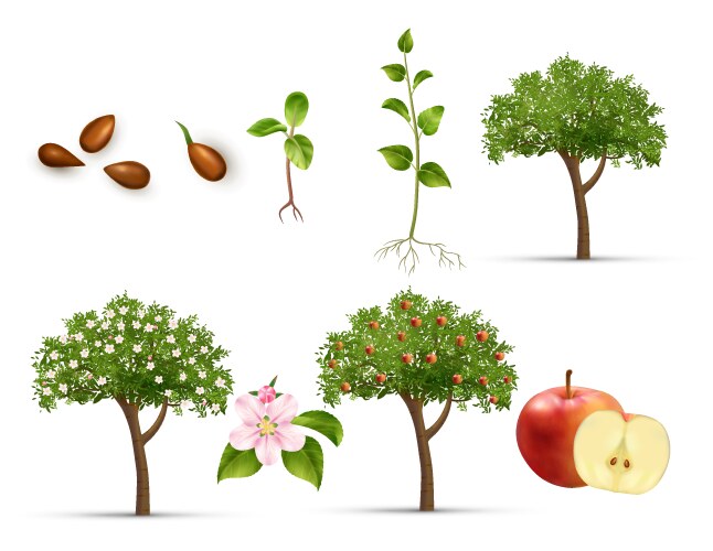 Apple Tree Life Cycle Vector Images (60)