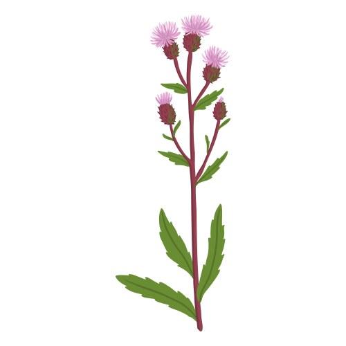 Thistle Vector Images (over 2,200)
