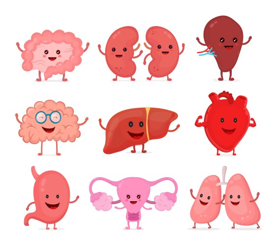 Healthy and unhealthy human internal organs Vector Image