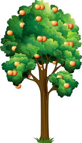 Orange fruit tree in cartoon style isolated Vector Image