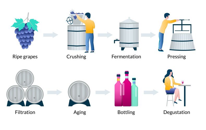 Wine production process cartoon flowchart Vector Image