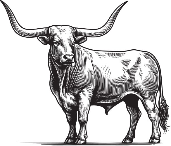 Longhorn Vector Images (over 9,600)