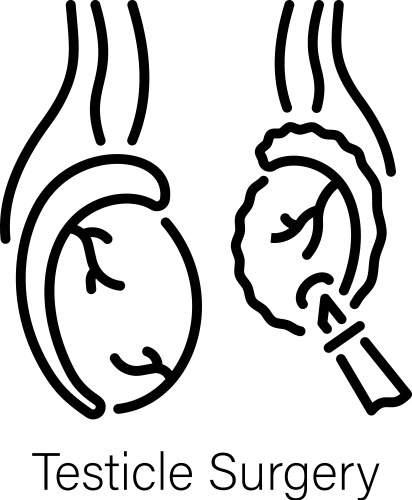 Testicle Vector Images (over 2,600)