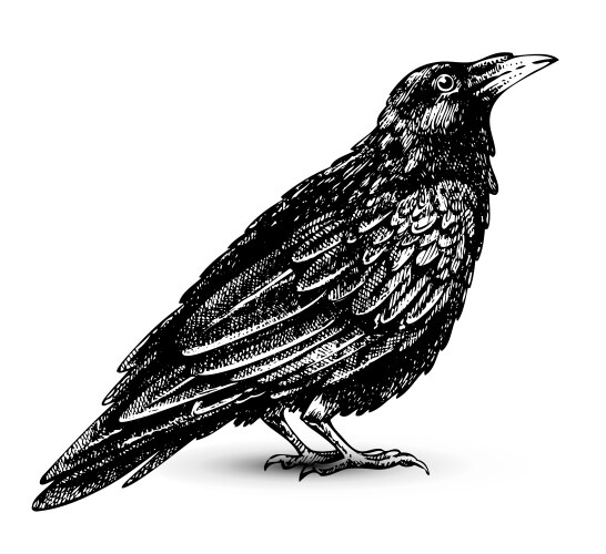 Raven Vector Images (over 9,700)