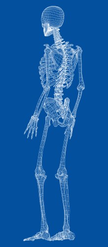 Human anatomy Royalty Free Vector Image - VectorStock