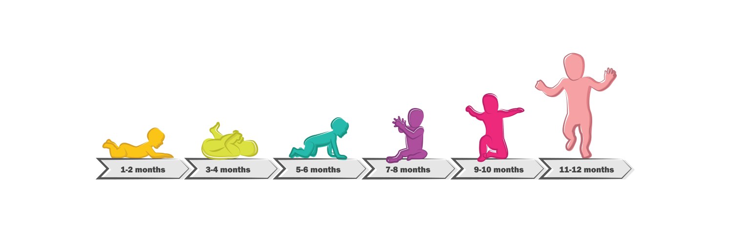 Baby development stages milestones first one year Vector Image