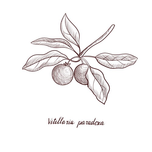 Shea Butter Vector Images (over 330)