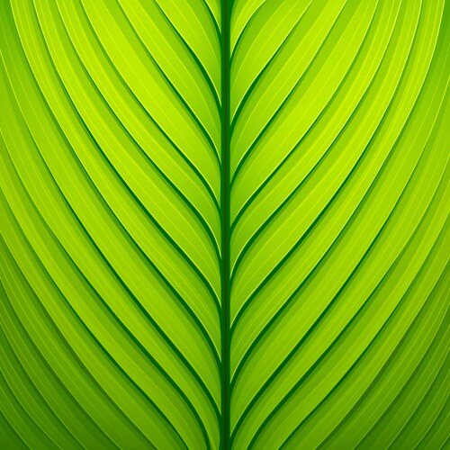 Leaf Texture Vector Images (over 380,000)