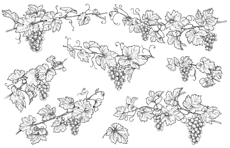 Grape pattern Royalty Free Vector Image - VectorStock