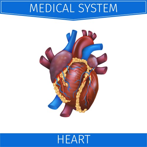 Heart structure medical and anatomy poster Vector Image