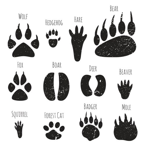 Animals footprints paw prints set of different Vector Image