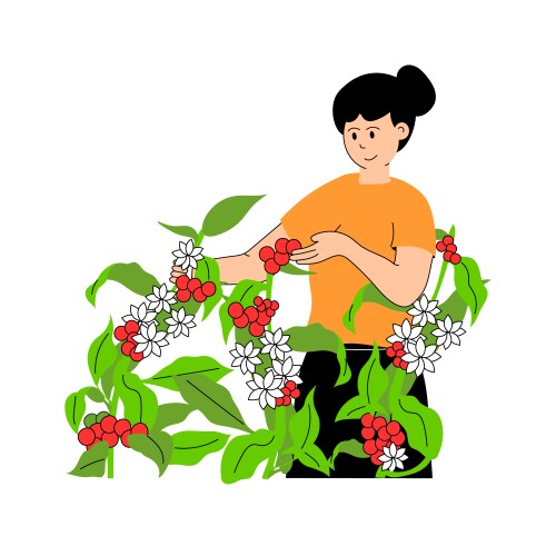 Coffee Farm Vector Images (over 5,400)