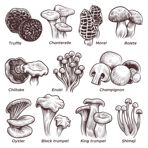 Mushroom Vector Images (over 110,000)