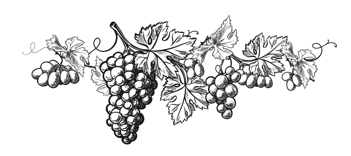 Wine Grapes Sketch Vector Images (over 5,400)