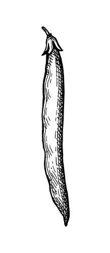 Hand drawn sketch style broad beans organic fresh Vector Image