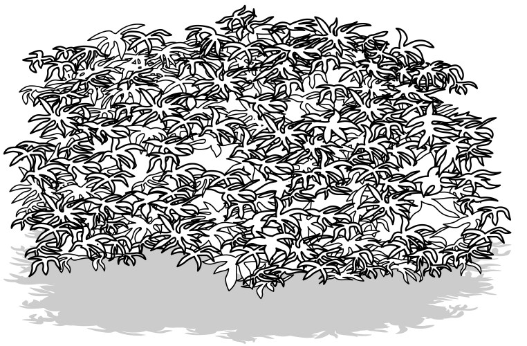 Green bushes Royalty Free Vector Image - VectorStock