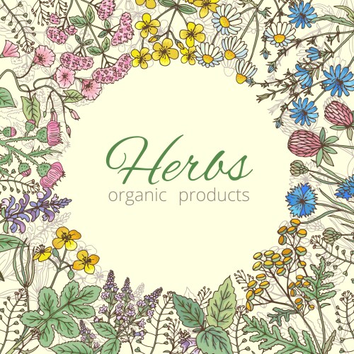 Vintage set of ten colored medicinal herbs Vector Image