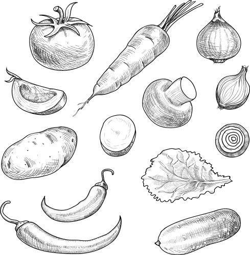Exotic vegetables beans and tubers sketches Vector Image