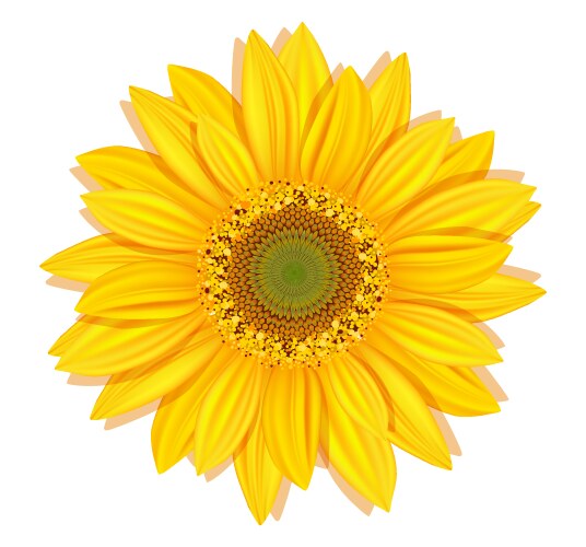 Sunflower Vector Images (over 53,000)