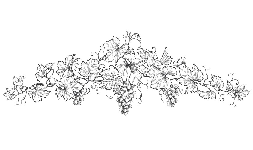 Hand drawn grape branches sketch Royalty Free Vector Image