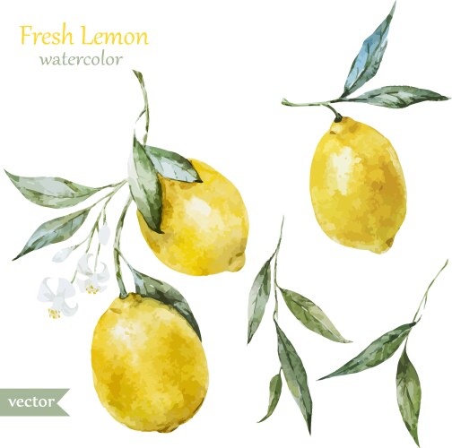 Lemon Vector Images (over 150,000)