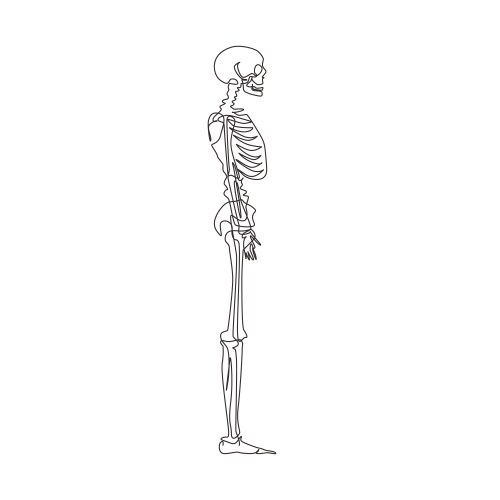 Human Body Side View Vector Images (over 2,800)