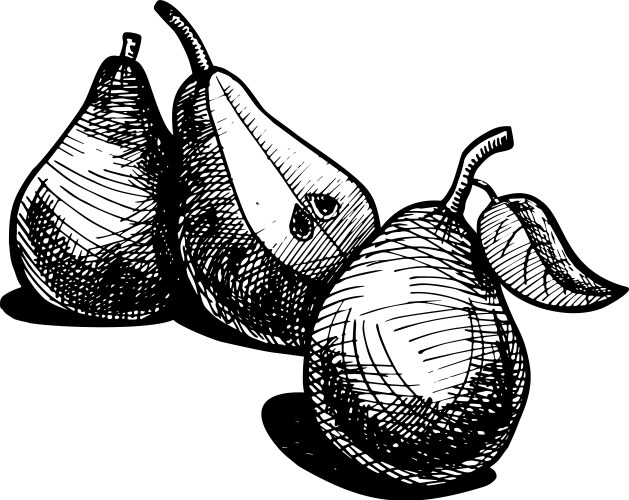 Black Pear Vector Images (over 19,000)