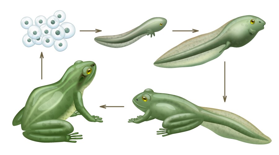 Frog life cycle composition Royalty Free Vector Image