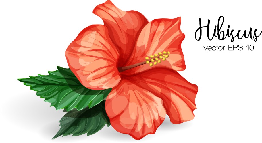 Tropical hibiscus flower Royalty Free Vector Image