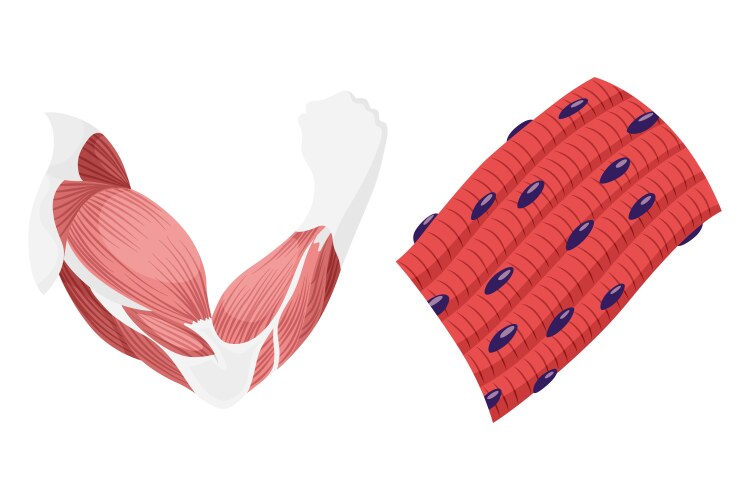 Muscle Tissue Vector Images (over 3,300)