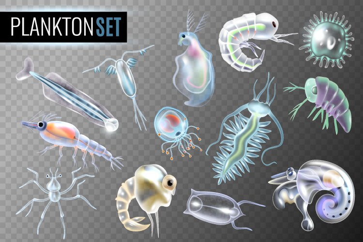 Zooplankton Vector Images (over 450)