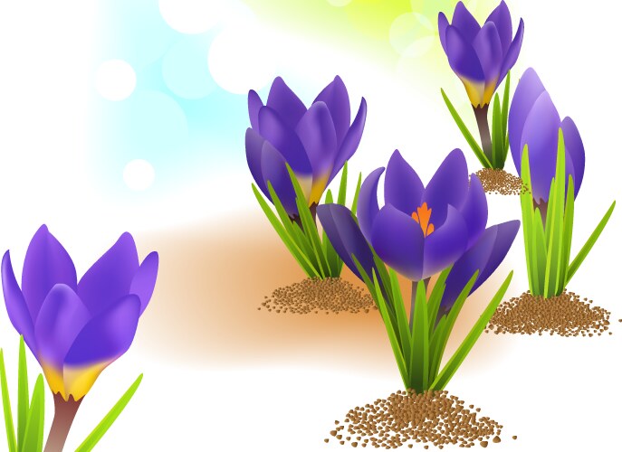 Spring card with crocus border Royalty Free Vector Image