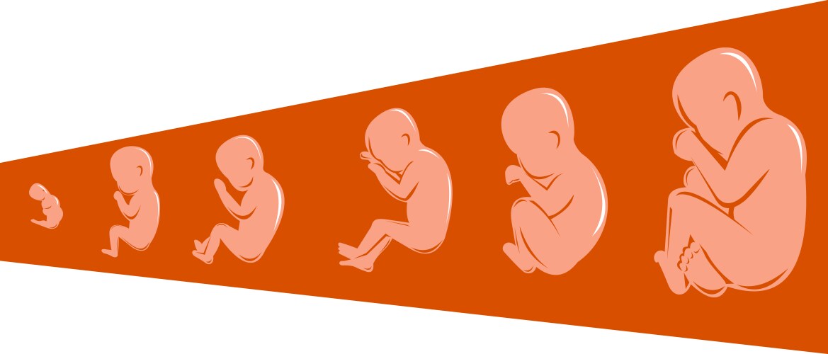Fetus Vector Images (over 7,800)