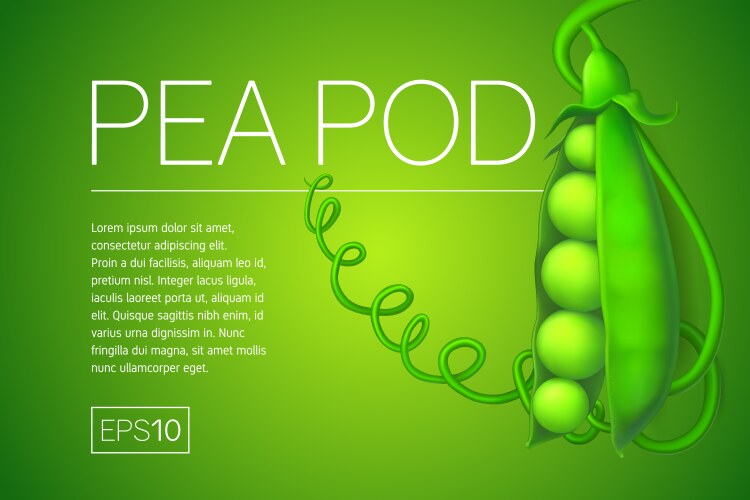 Green pea pod isolated on transparent background Vector Image