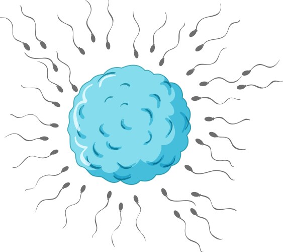 Egg fertilization process flat template Royalty Free Vector