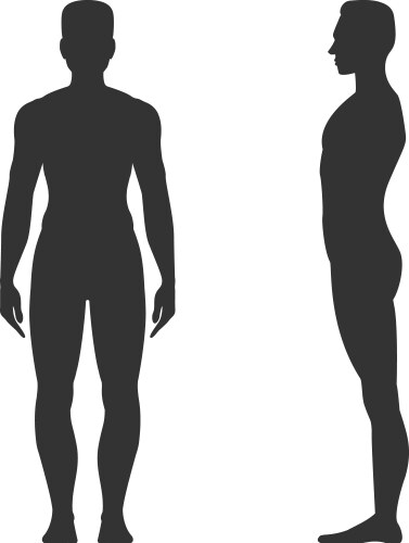 Male body Royalty Free Vector Image - VectorStock