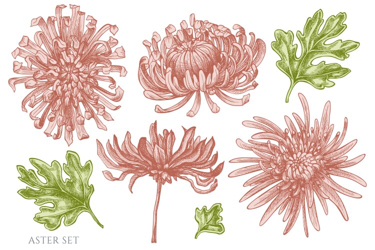 Aster Vector Images (over 5,600)