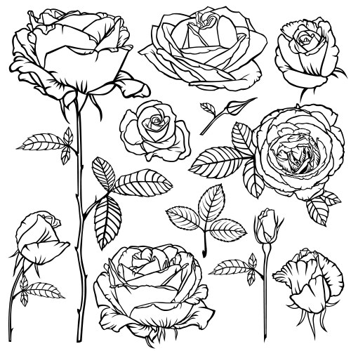 Flowers roses contours Royalty Free Vector Image