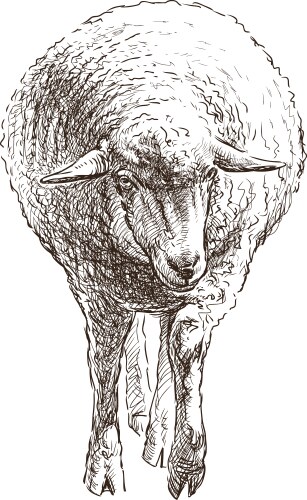 Sheep Front View Vector Images (over 170)