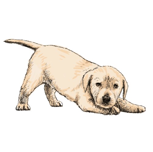 Labrador Vector Images (over 12,000)