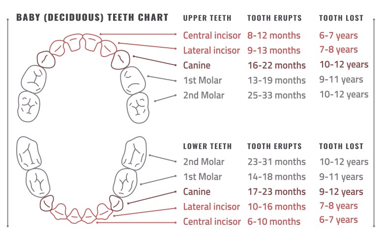 Tooth anatomy chart orthodontist human teeth loss Vector Image